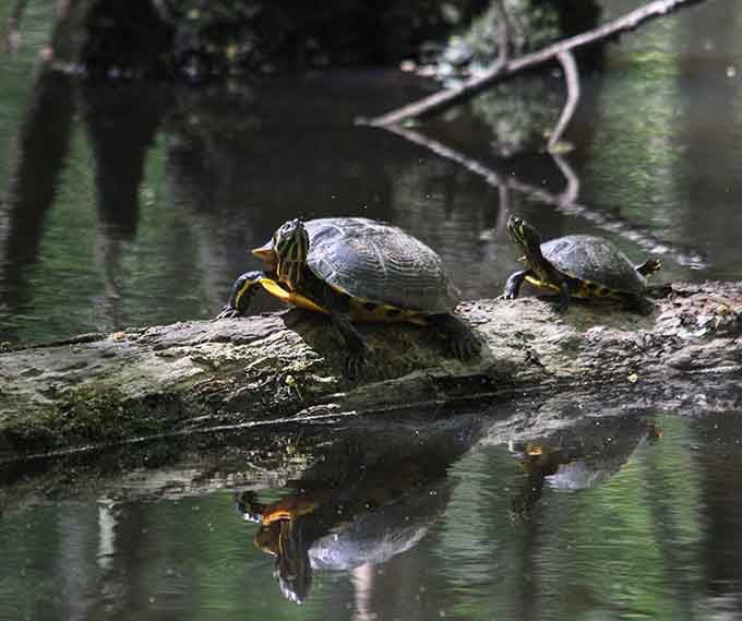 These turtles have mastered the art of sunbathing, proving that even swamp residents know the value of vitamin D.
