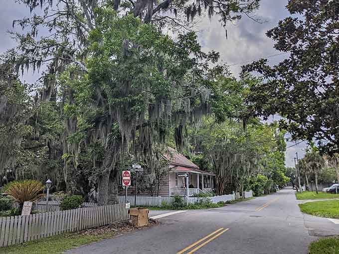 Moss-draped oaks arch over quiet streets like protective grandparents, sheltering the historic homes they've watched over for centuries.