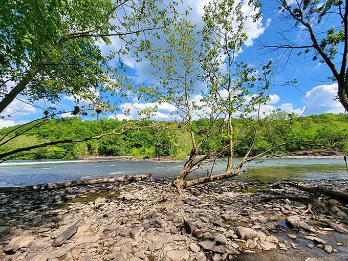 Young trees along the rocky shore prove that even in challenging conditions, life finds a way forward.