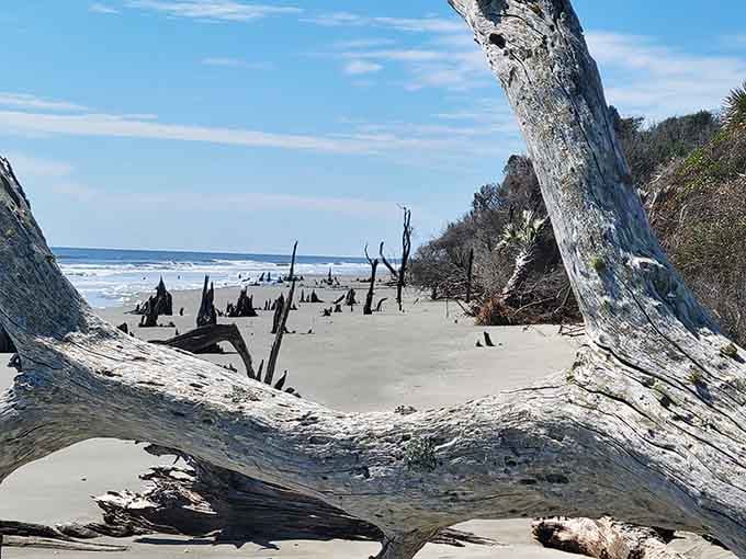 Framed perfectly by bleached branches, the beach reveals itself like a scene from your favorite fantasy film.