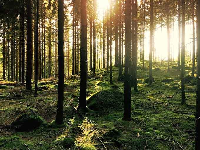 Morning light through the forest looks like someone adjusted the saturation settings on reality itself.