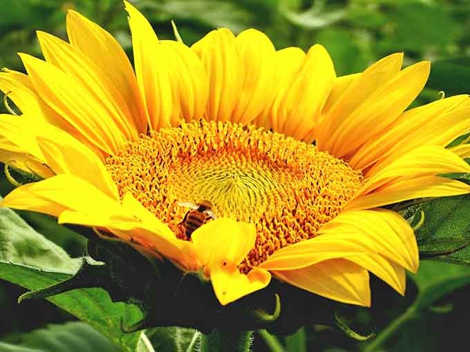 A bee works diligently in the center, reminding us that some employees never call in sick or complain.