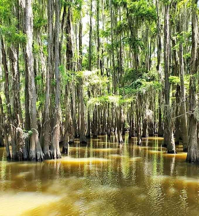The tea-colored water winds through towering cypress trees, creating passages that feel both mysterious and magnificently inviting.
