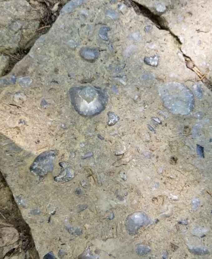 A rock face studded with fossils like nature decorated it specifically for amateur paleontologists.