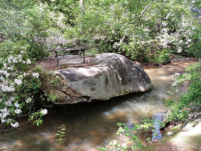 Picnic tables positioned where your lunch comes with a view that restaurants charge extra for, naturally.