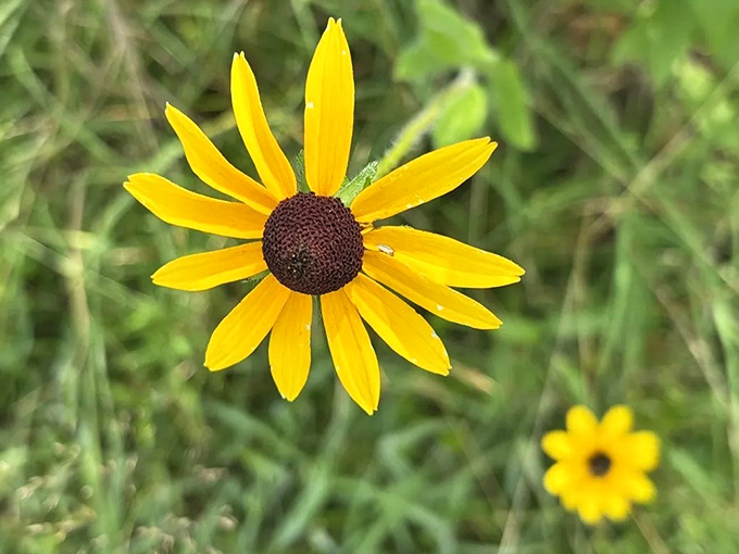 Wildflowers bloom like nature's confetti, celebrating another gorgeous day in Connecticut's countryside.