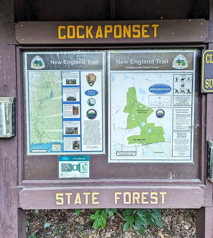 Information boards share trail details and forest facts for those who actually read signs before wandering off.