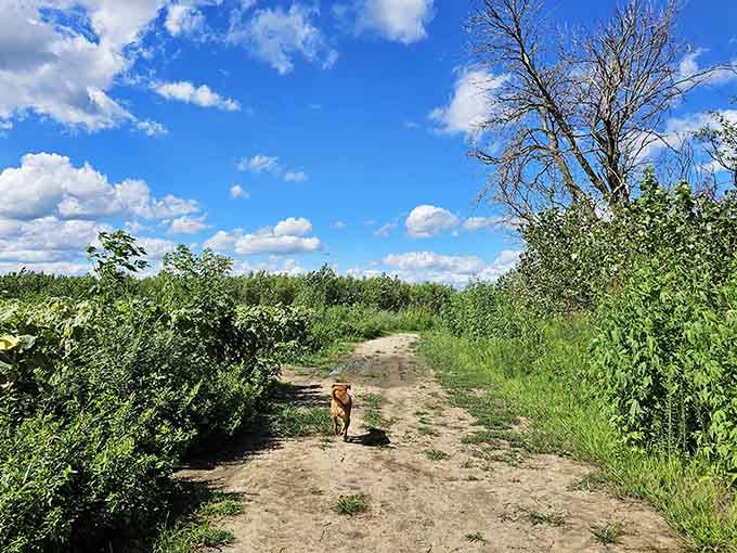 Even your four-legged explorer knows this trail leads somewhere special, tail wagging with every step through the greenery.
