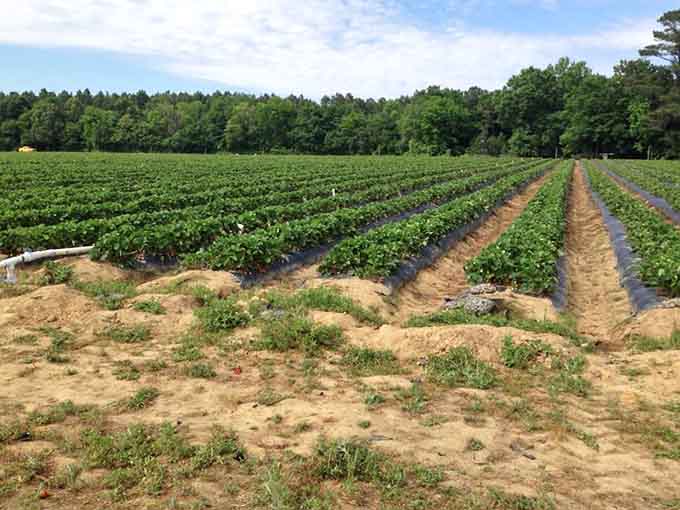 Acres of potential strawberry shortcakes, smoothies, and jams growing under the South Carolina sky patiently.