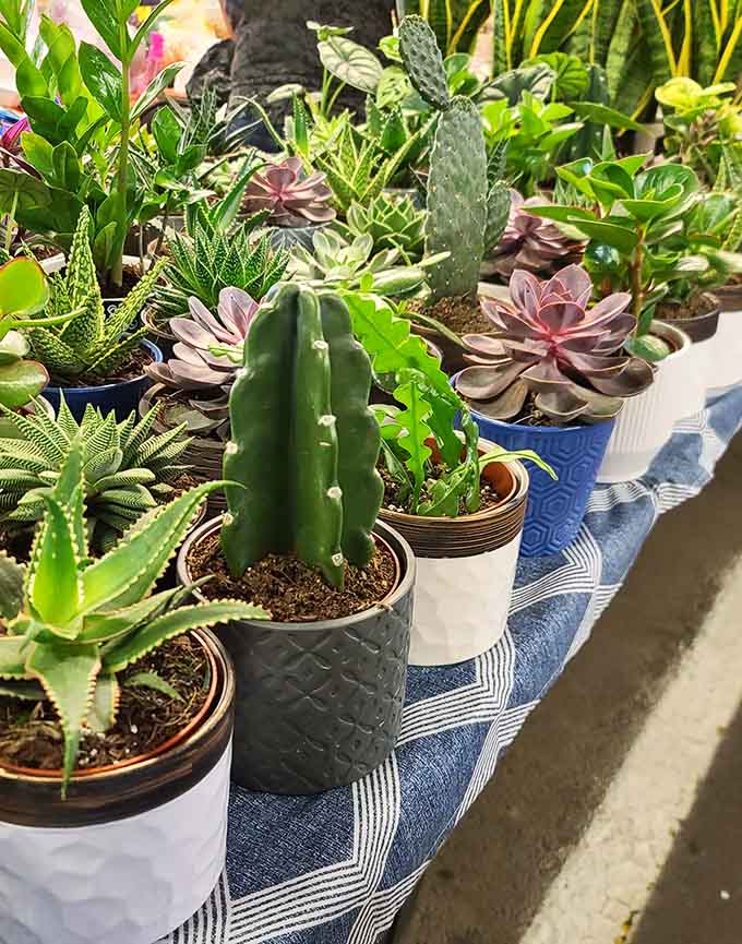 Succulents and cacti clustered together like a tiny desert ecosystem that won't judge your watering schedule failures.
