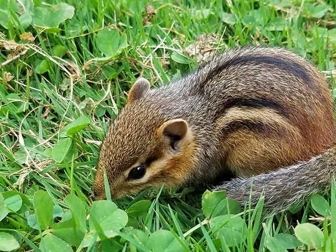 Local wildlife going about their business, reminding us we're just visitors in their beautiful backyard home.