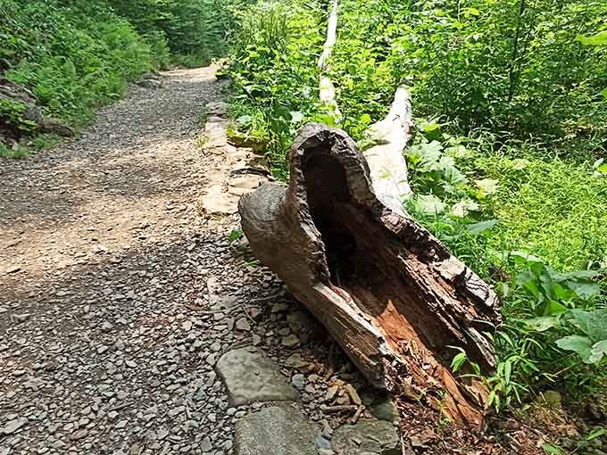 The gravel path winds through the forest like nature's own yellow brick road, minus the flying monkeys.