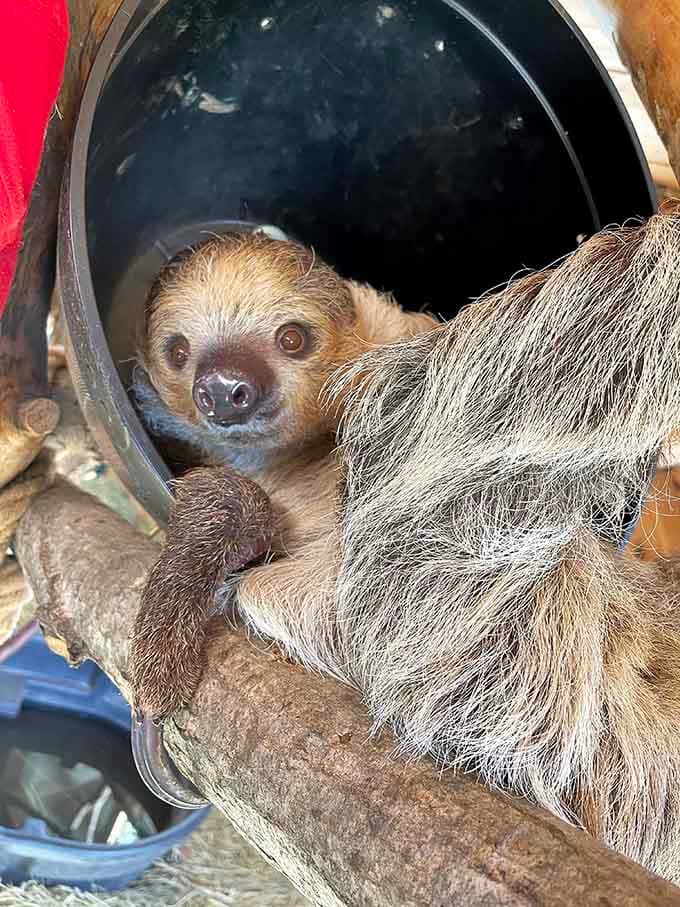 Sloths have mastered the art of relaxation in ways that would make your favorite recliner jealous of their lifestyle.
