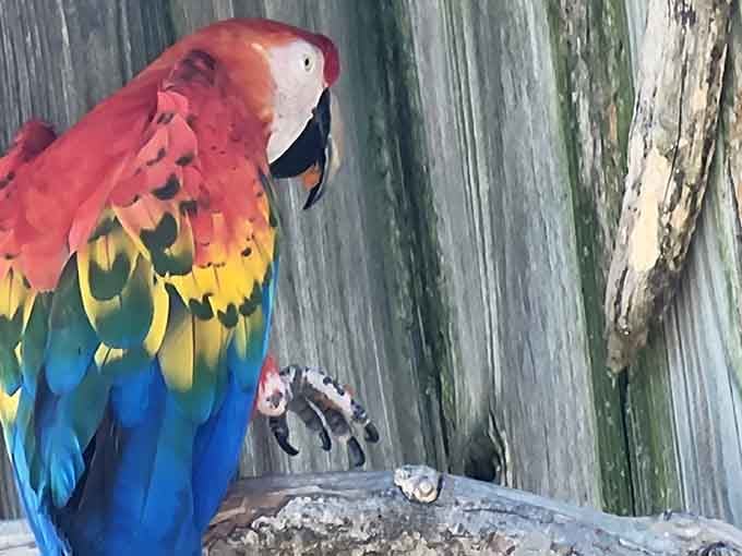 That brilliant plumage rivals any sunset you've ever seen, a living rainbow perched against weathered wood in stunning tropical contrast.