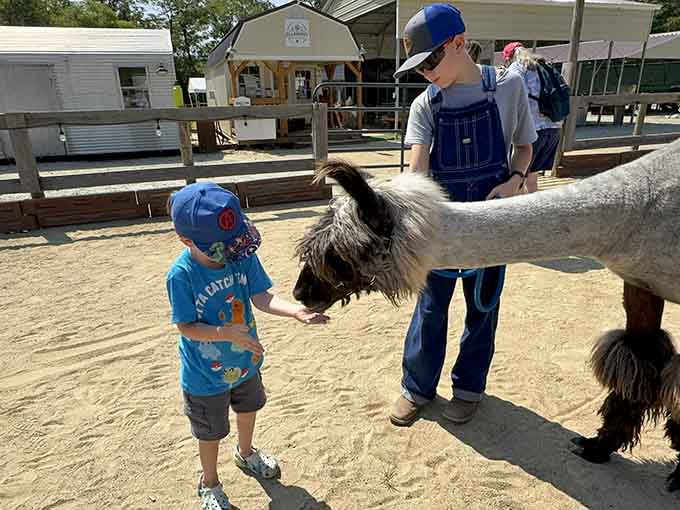 The pure joy on this little one's face while feeding a llama is exactly why childhood memories are made.