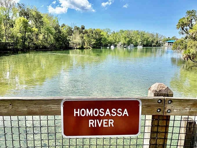 The Homosassa River: proof that Florida's natural beauty existed long before anyone built a single theme park.