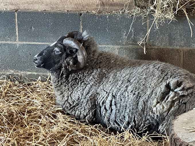 Even the sheep here look content, probably because they've never experienced a Pennsylvania winter outside their barn.