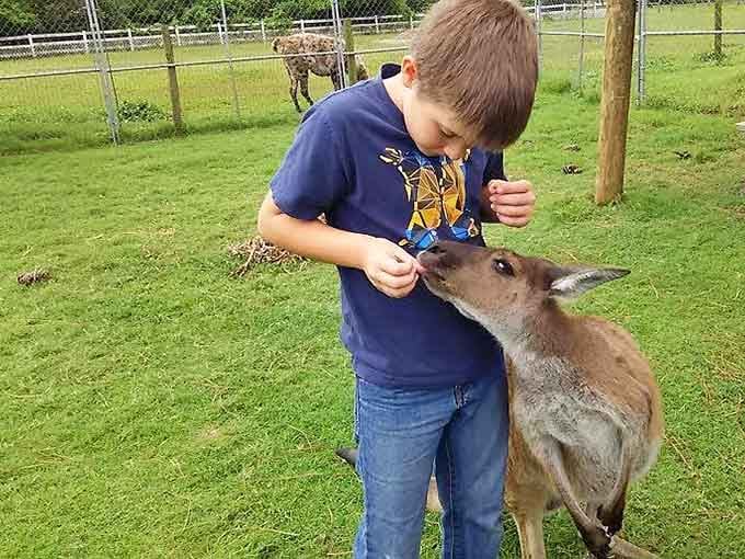 This kid's feeding a kangaroo in Orlando, which is definitely not something you put on your weekend bingo card.