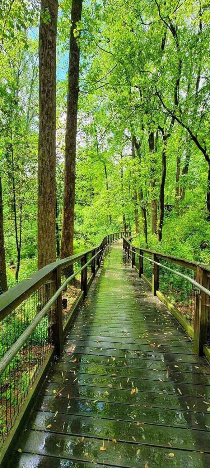 Rain-slicked boardwalk leading through emerald greenery looks like something from a storybook come to life.