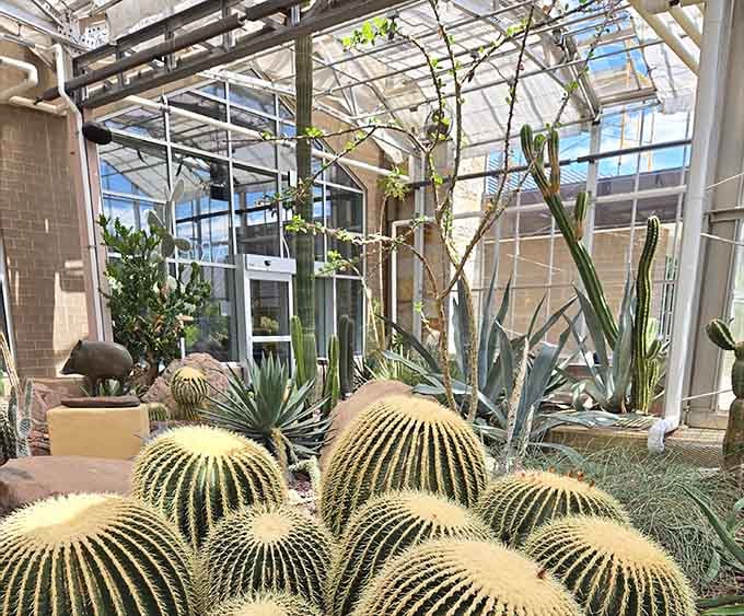 Golden barrel cacti cluster together like they're having their own desert family reunion under the glass conservatory roof.