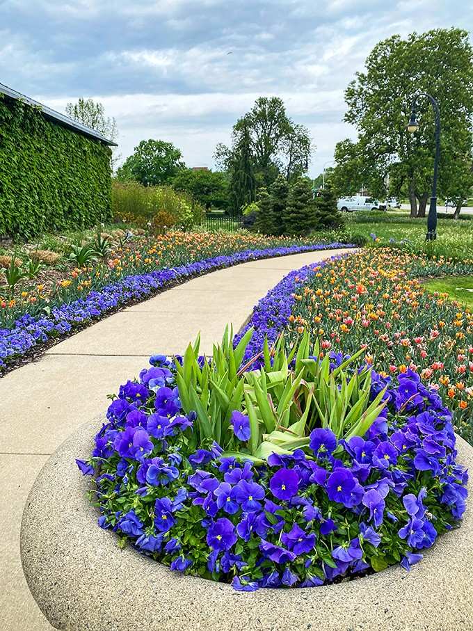 Vibrant purple pansies line the path like nature's own welcome committee, impossible to resist photographing.
