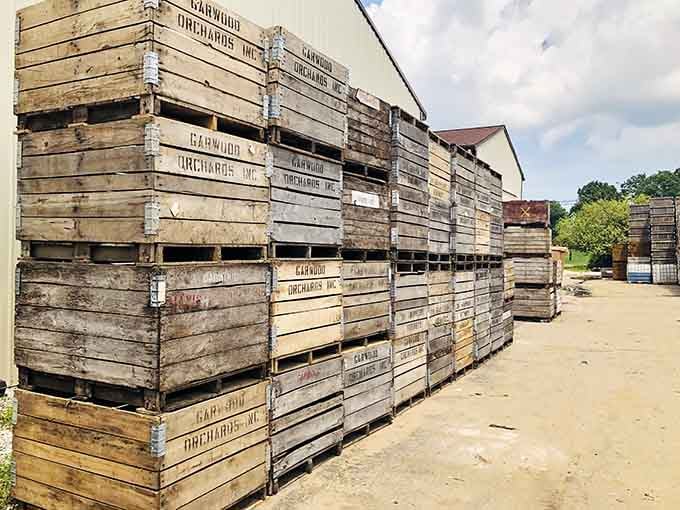 Wooden harvest bins stacked high, veterans of countless apple seasons and family adventures through the years.