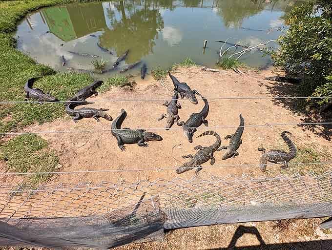 A whole congregation of baby gators sunbathing together, plotting their eventual takeover of the entire facility.