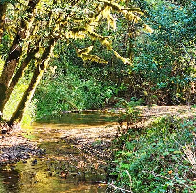 Shallow streams meander through the forest, offering peaceful spots where water whispers secrets to passing hikers below.