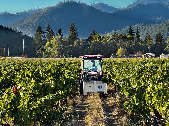 Vineyard rows stretching toward mountain peaks, this is southern Oregon wine country doing exactly what it was born to do.
