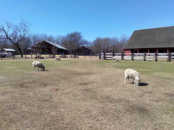 Heritage sheep graze peacefully at Nash Farm, living their best pastoral life while teaching visitors about simpler times.