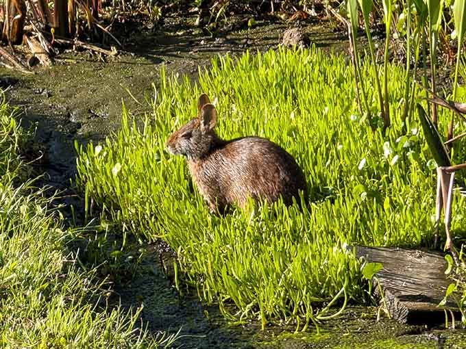 A marsh rabbit pauses in the grass, reminding visitors that magic moments happen when you simply stop and look.