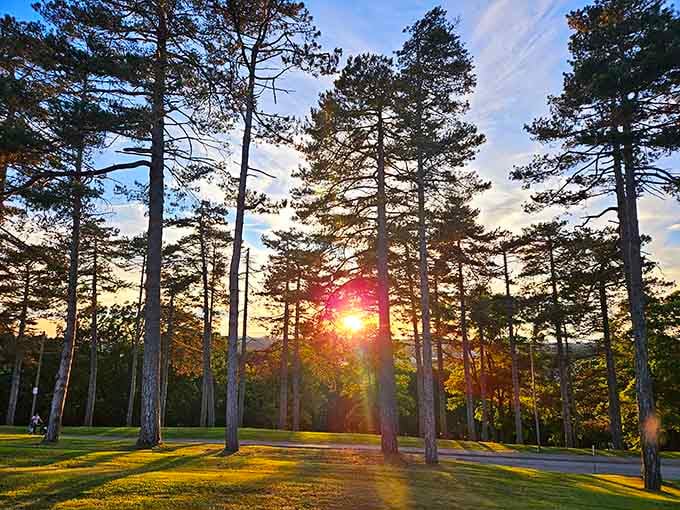 Sunset filtering through tall pines creates that golden hour magic photographers dream about and everyone else just enjoys instinctively.