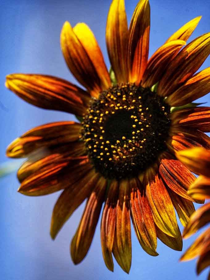 This bronze beauty shows off sunflowers' range, proving they're not all yellow and that Mother Nature enjoys experimenting with her palette.