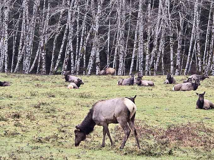 Roosevelt elk lounge casually in meadows, unbothered by visitors and living their best Pacific Northwest lives.