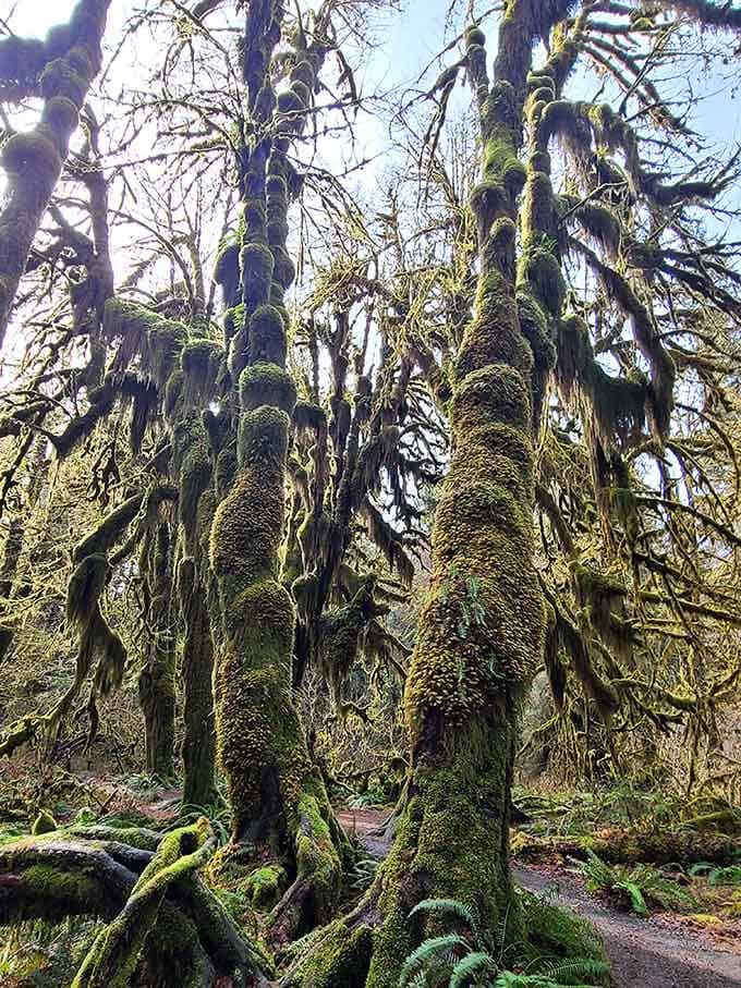 Every trunk here wears a thick coat of moss, dressed better for winter than most of us ever manage.
