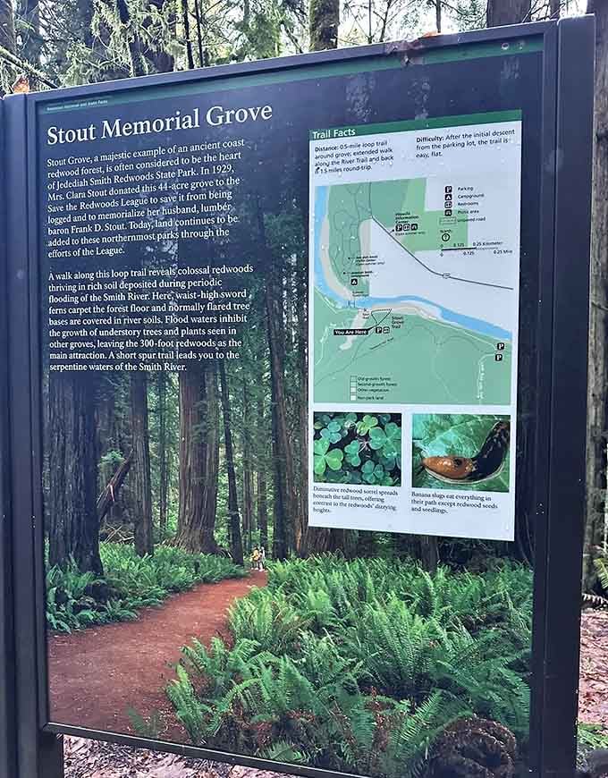 Stout Memorial Grove earned its reputation as one of the most beautiful spots in the entire redwood system.
