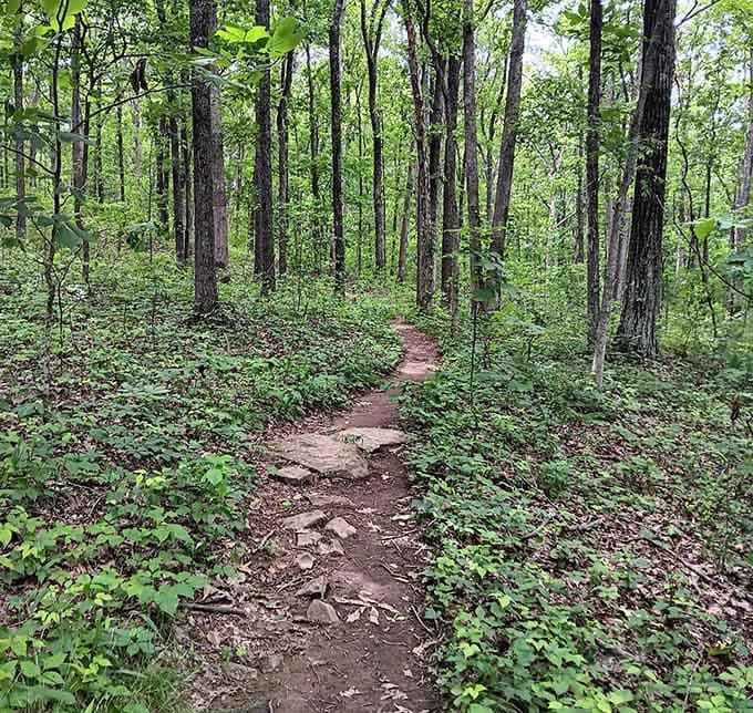 The forest path ribbons through straight-trunked sentinels, inviting you forward into green shadows and dappled afternoon light.