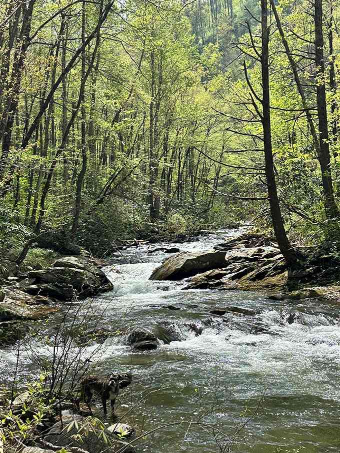 Jacks River in full flow, your constant companion and the soundtrack to this entire wilderness experience.
