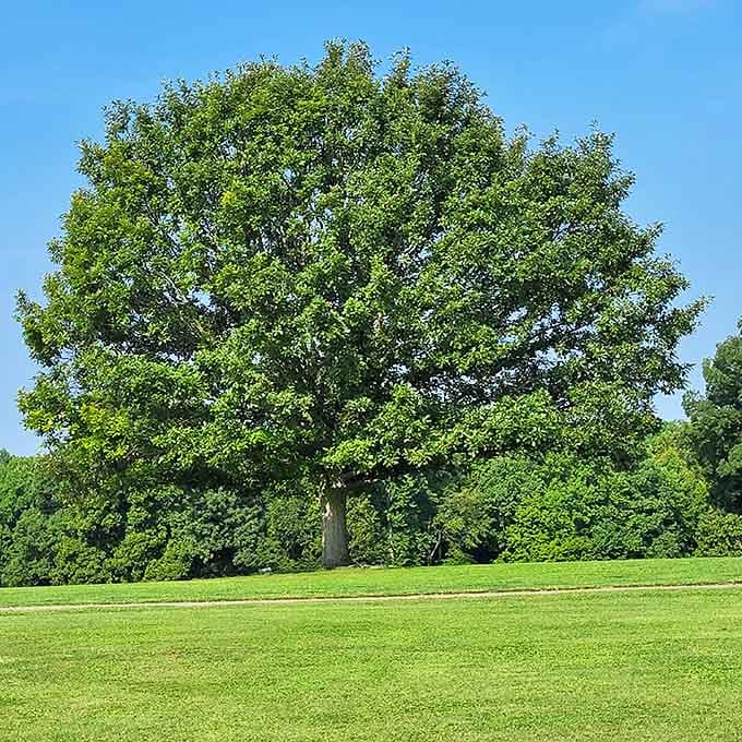 This magnificent tree has been photobombing visitors' pictures for decades and shows no signs of stopping.