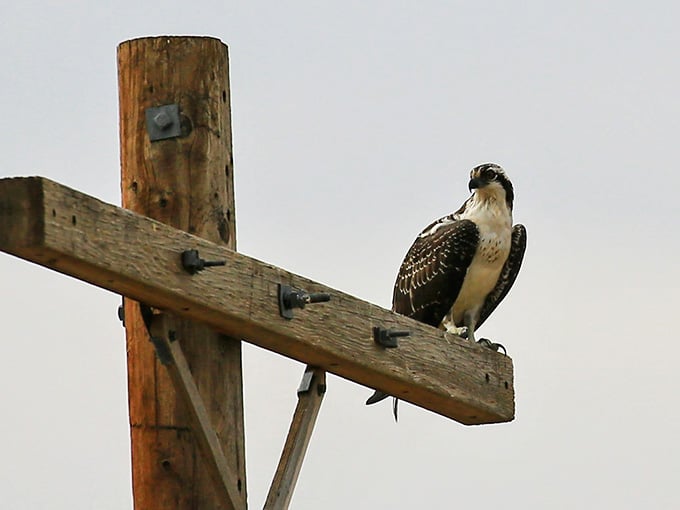 Osprey perched overhead scout for dinner while you're doing exactly the same thing with your fishing rod.