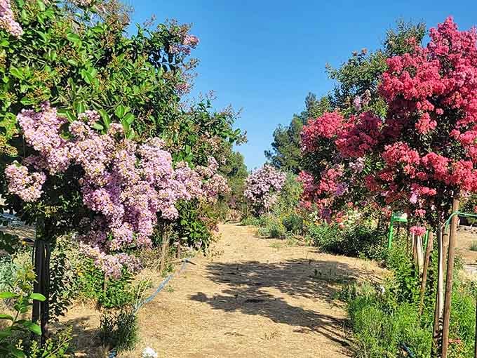 These vibrant blooms prove that not everything here is millions of years old—some beauty is refreshingly current.