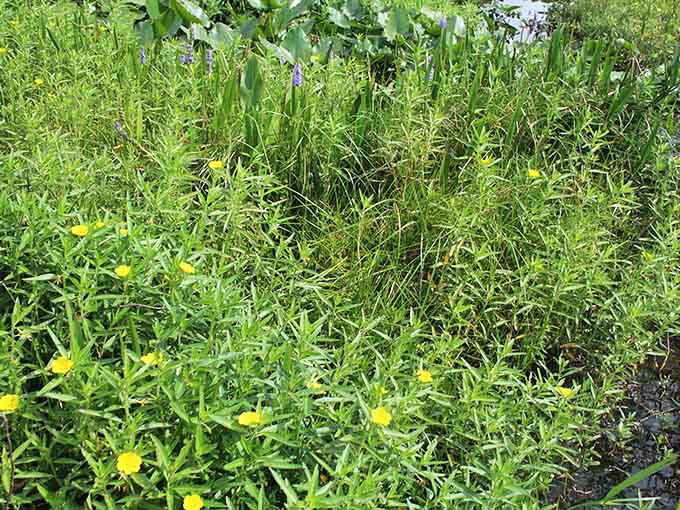 Even the wildflowers around Lake Tohopekaliga seem to grow with more enthusiasm than they do anywhere else in Florida.