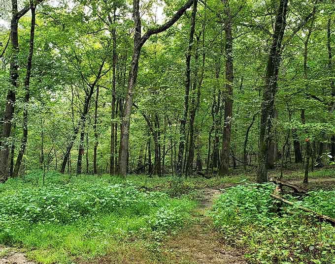 Dense forest trails that make you feel like you've stepped into your own private wilderness adventure.