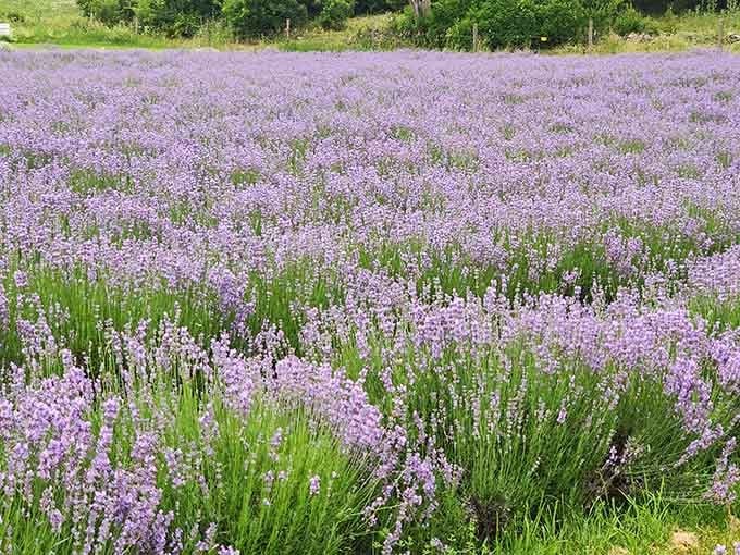 Light purple blooms create a softer palette that photographers dream about and Instagram feeds desperately need.