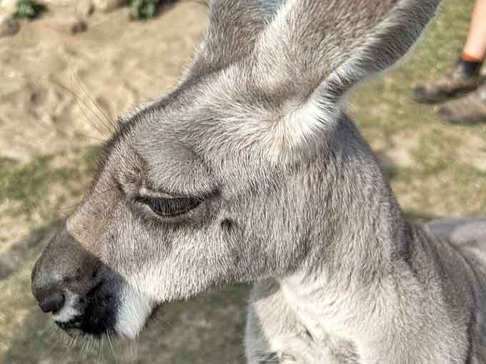 Up close, kangaroos are surprisingly gentle, with expressive faces that make you understand why people travel continents to see them.