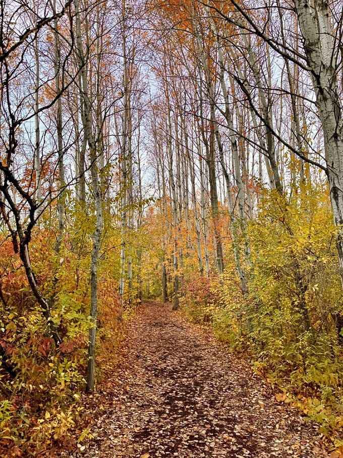 Autumn sets the forest ablaze with color, carpeting the path in leaves that crunch satisfyingly underfoot with every step.