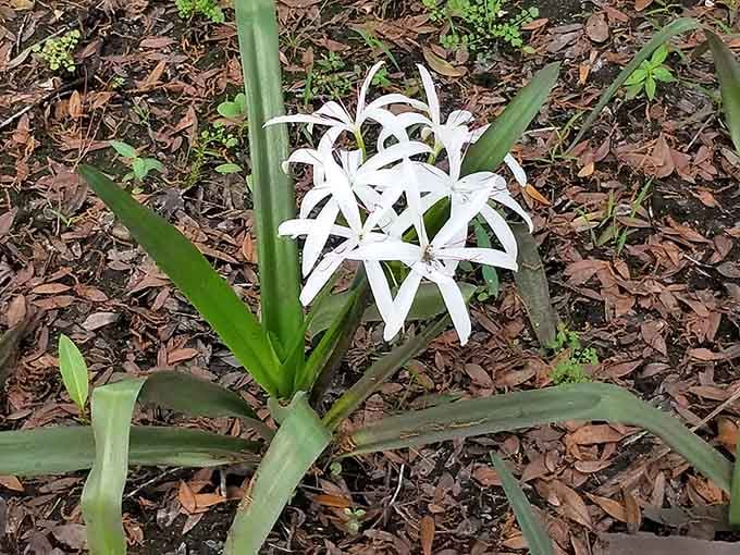 Delicate white blooms emerge from the forest floor like nature's own surprise party for patient observers.