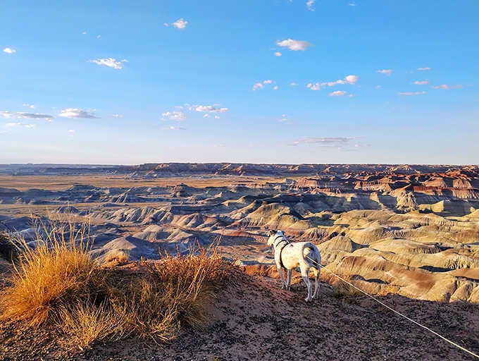 Even four-legged visitors appreciate the view, though they're probably more interested in the interesting smells than geology.