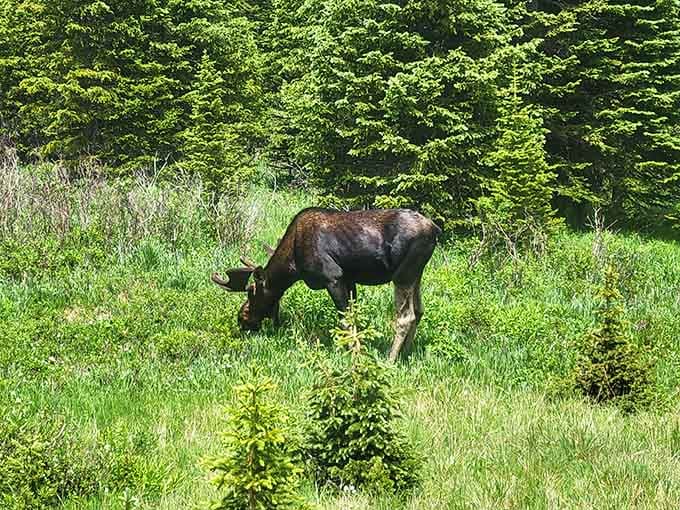 A moose casually grazing, completely unbothered by your presence, living its best Colorado life out here.