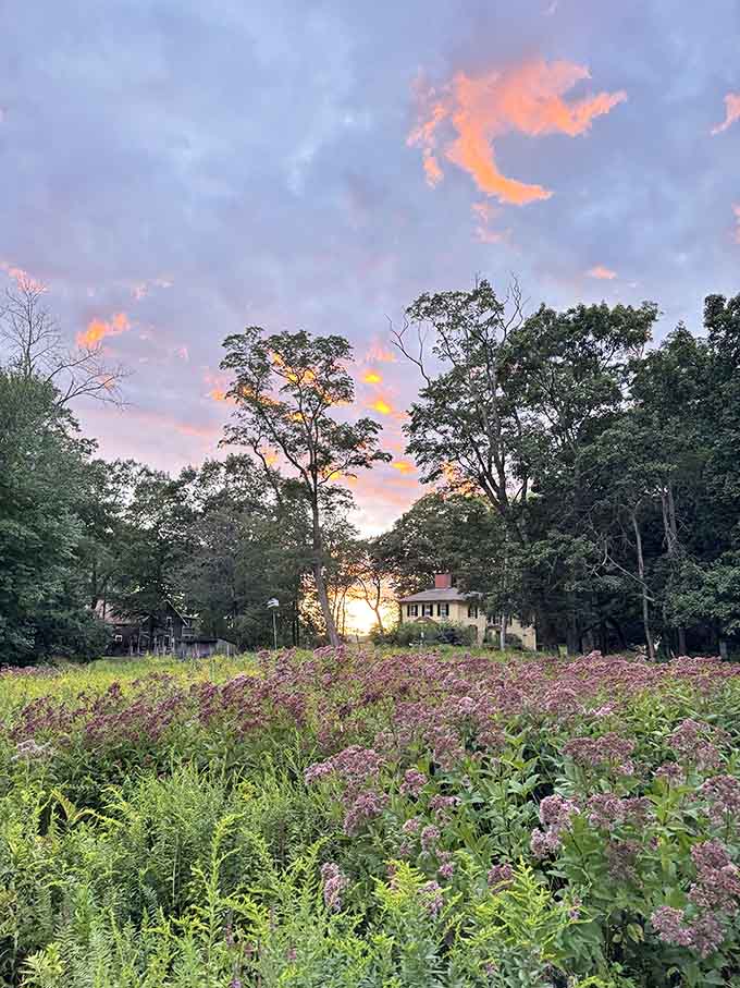 Sunset over the meadows creates the kind of golden hour magic that makes you forget about your phone entirely.
